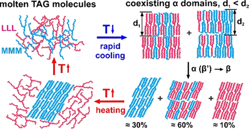 Polymorphic phase transitions in bulk triglyceride mixtures – LCPE